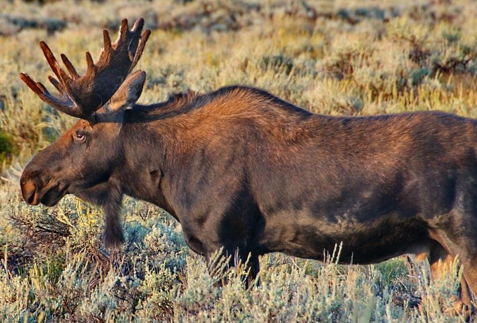 The Eurasian Moose: A Link Between Nature and Culture - iNEWS