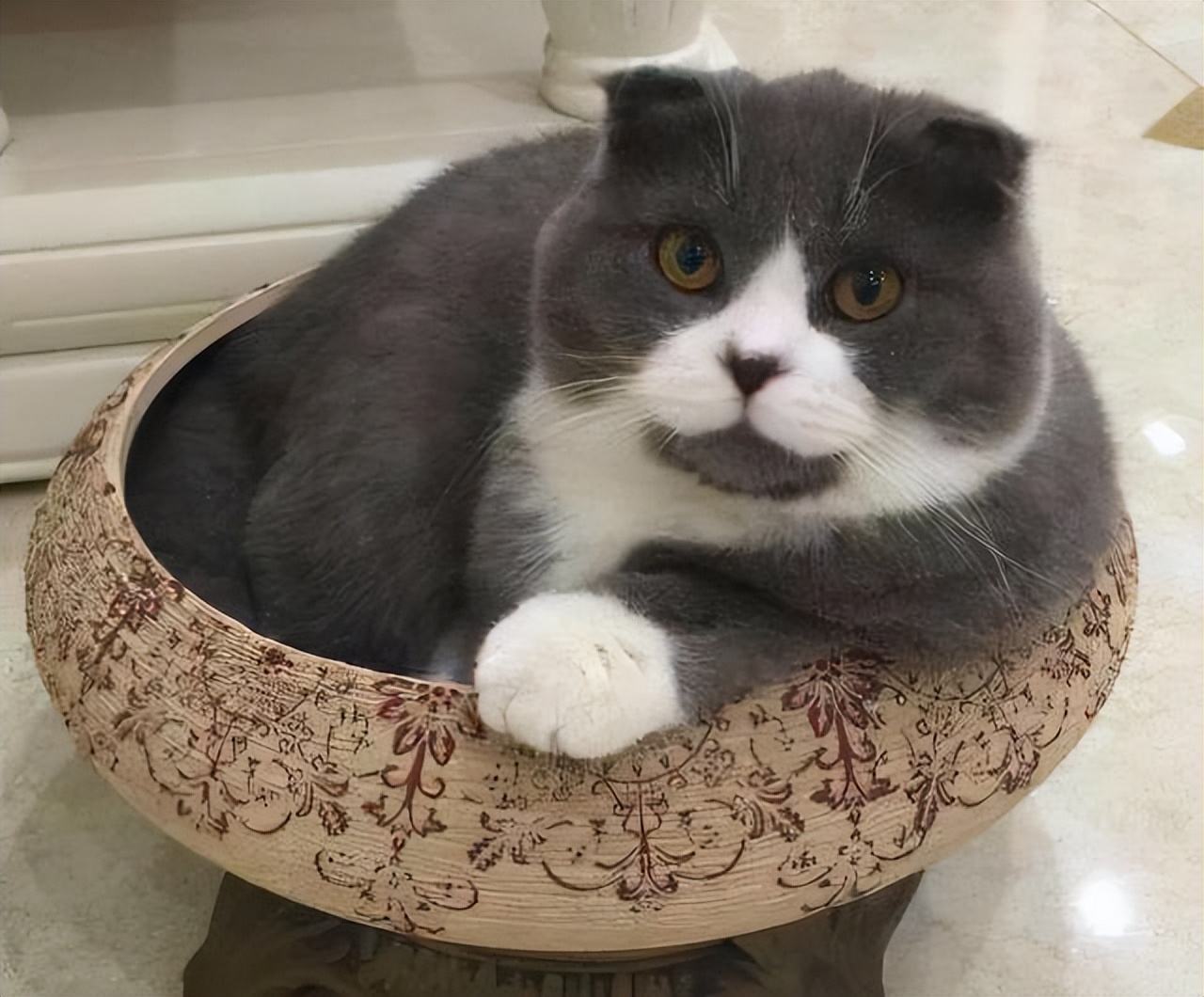 "Obesity" in British short cats is not a disease, it is terrible to be ...