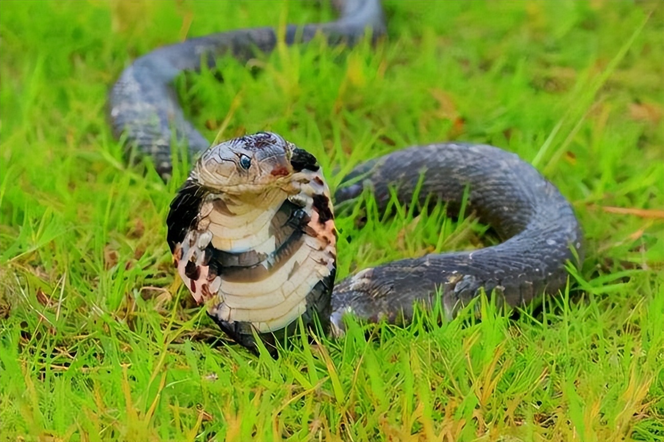Snake natural enemy snake vulture!Eating snakes is like eating spicy ...