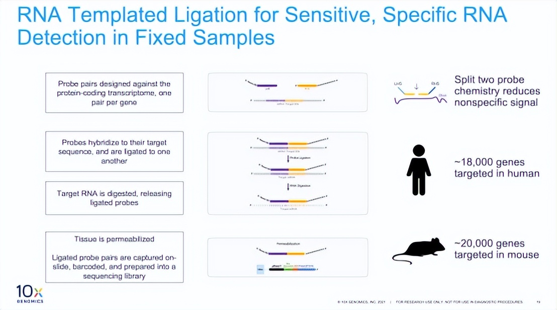 10x Genomics FFPE sample spatial multi-omics solution ready for early ...