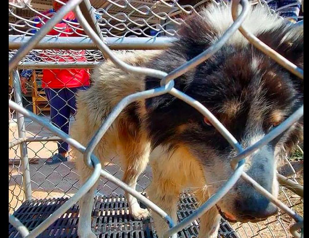 The loyal dog waits for its owner on the construction site for many ...