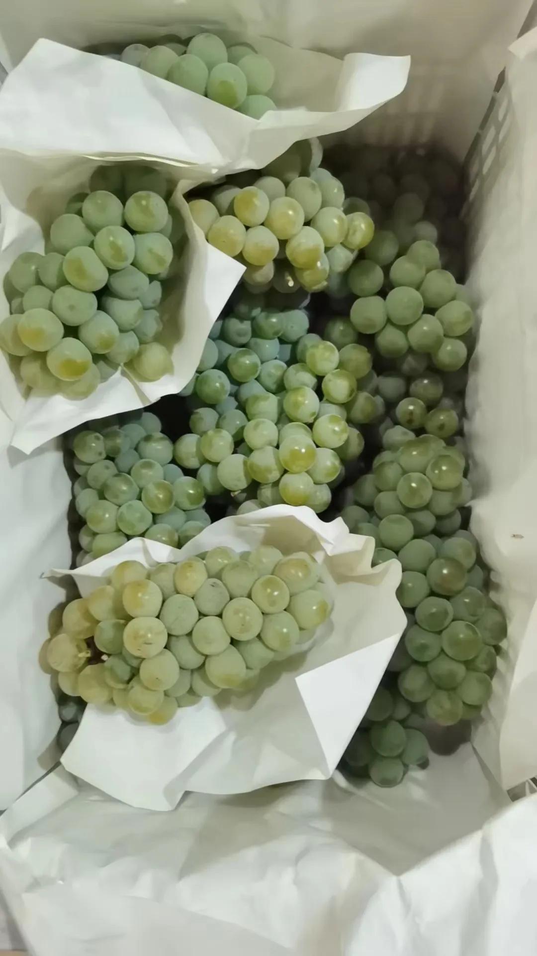 season for grape eaters - iMedia