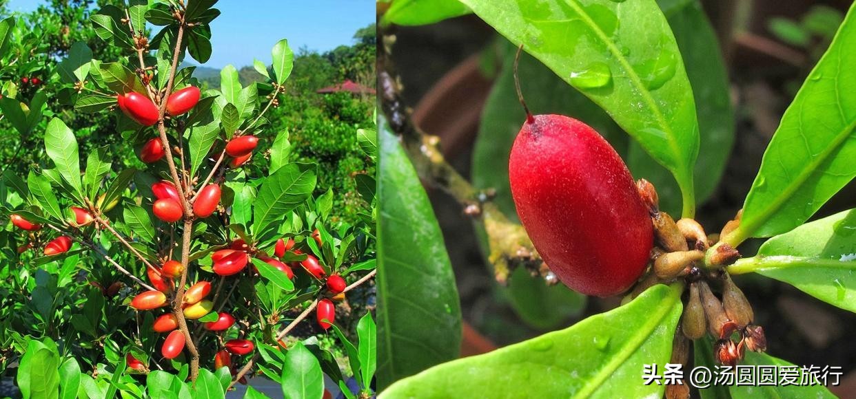 10 kinds of tropical fruits, the 3rd can change the taste, the 10th is ...