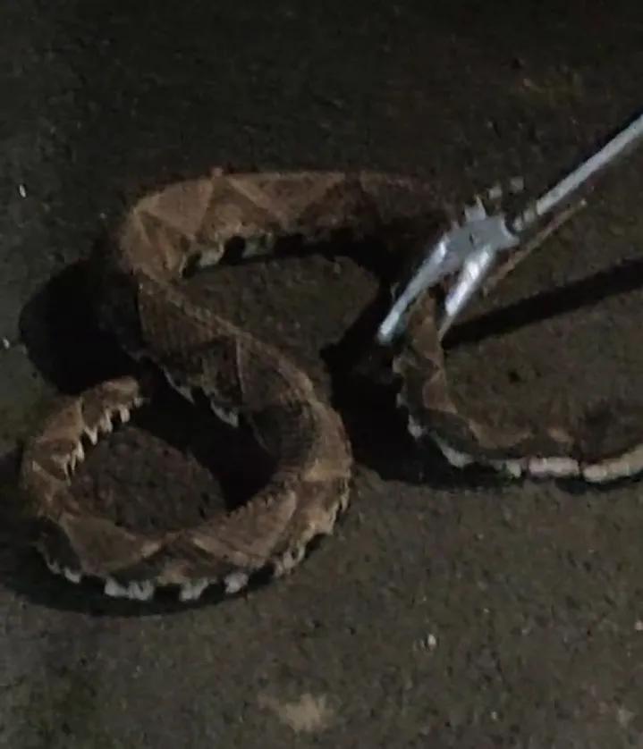 Are five-step snake cubs so hard to bite? - iNEWS