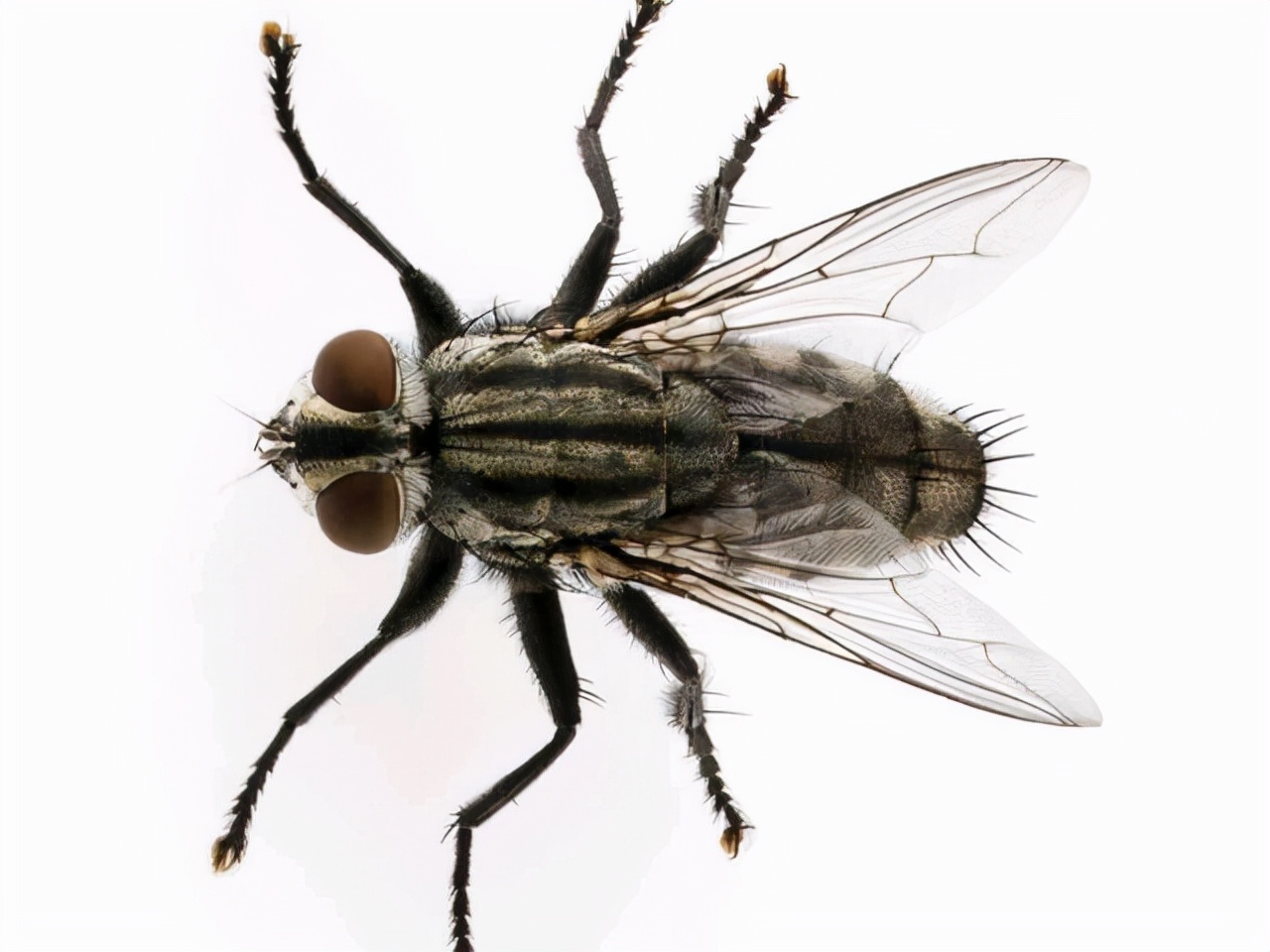 Why does a fly get its head down to play, and how long can a headless ...