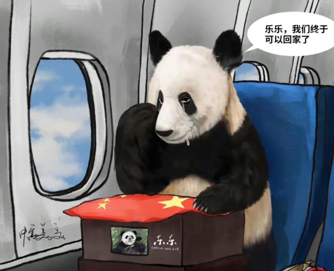 "Yaya, the giant panda who lived in the United States, returns to China ...