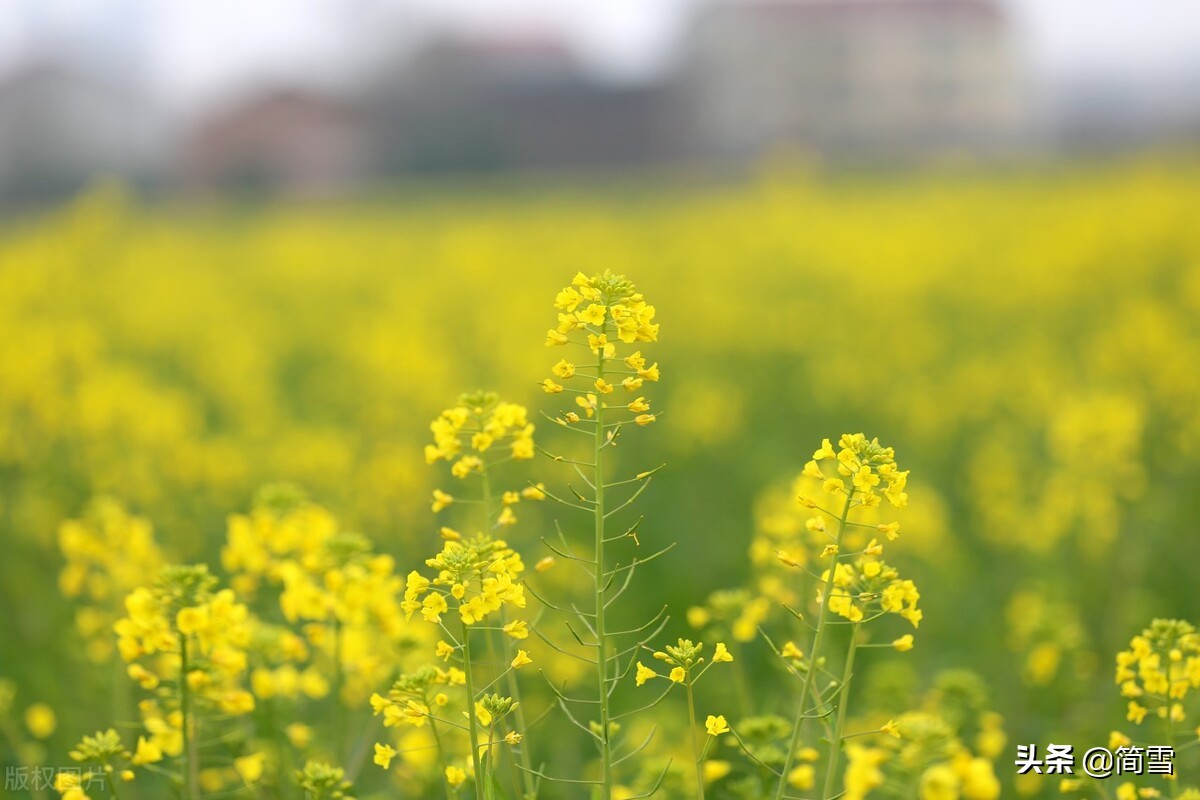 At the beginning of spring, read the poems of the beginning of spring ...