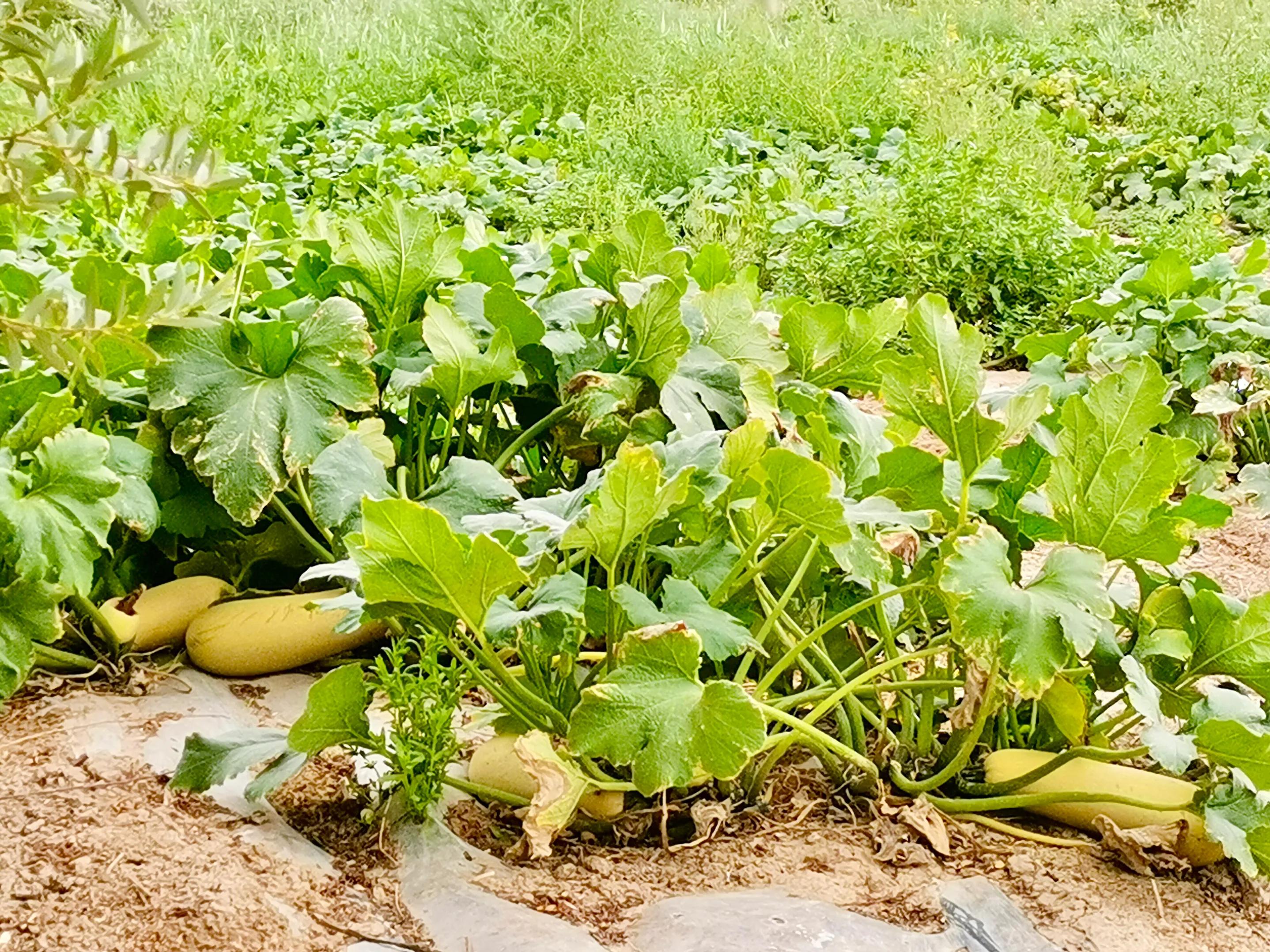 Self-driving Xinjiang ninth day Shawan melons and fruits are as sweet ...
