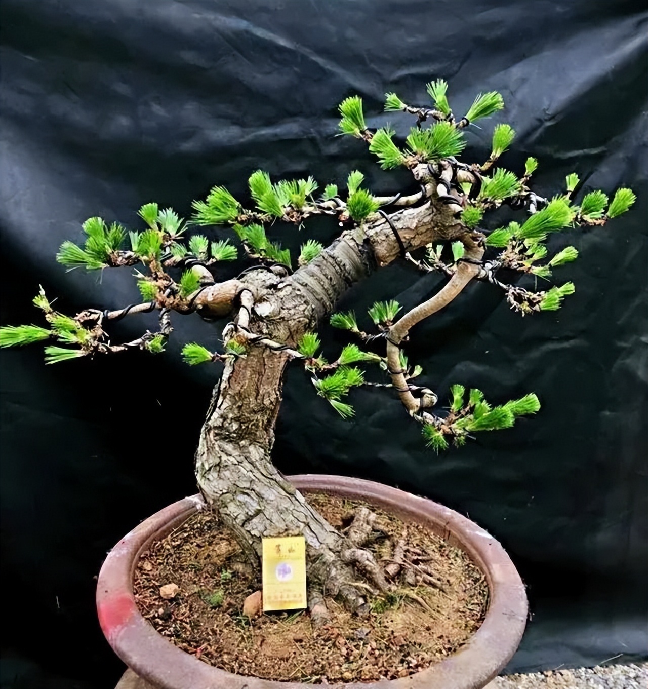 Pine bonsai dwarfs and ages within three to two years - iNEWS