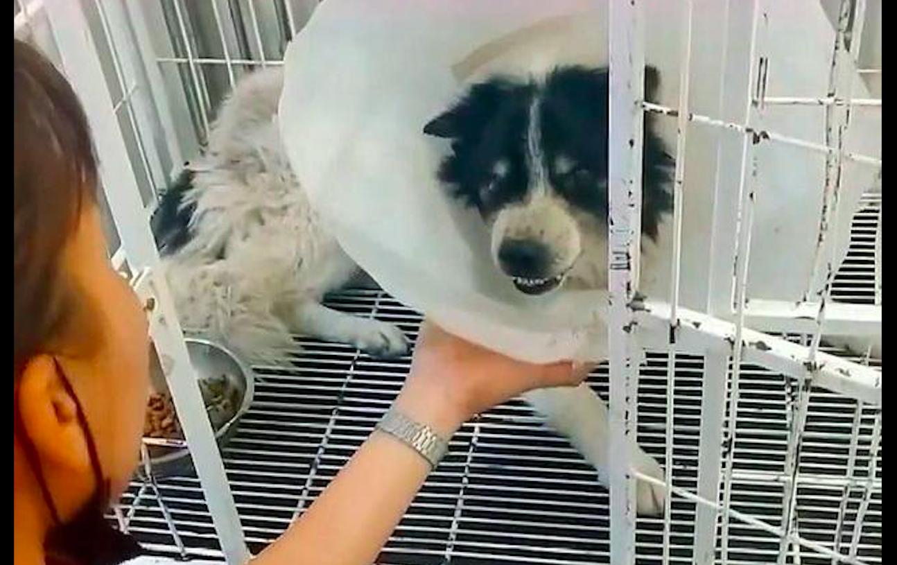 The loyal dog waits for its owner on the construction site for many ...