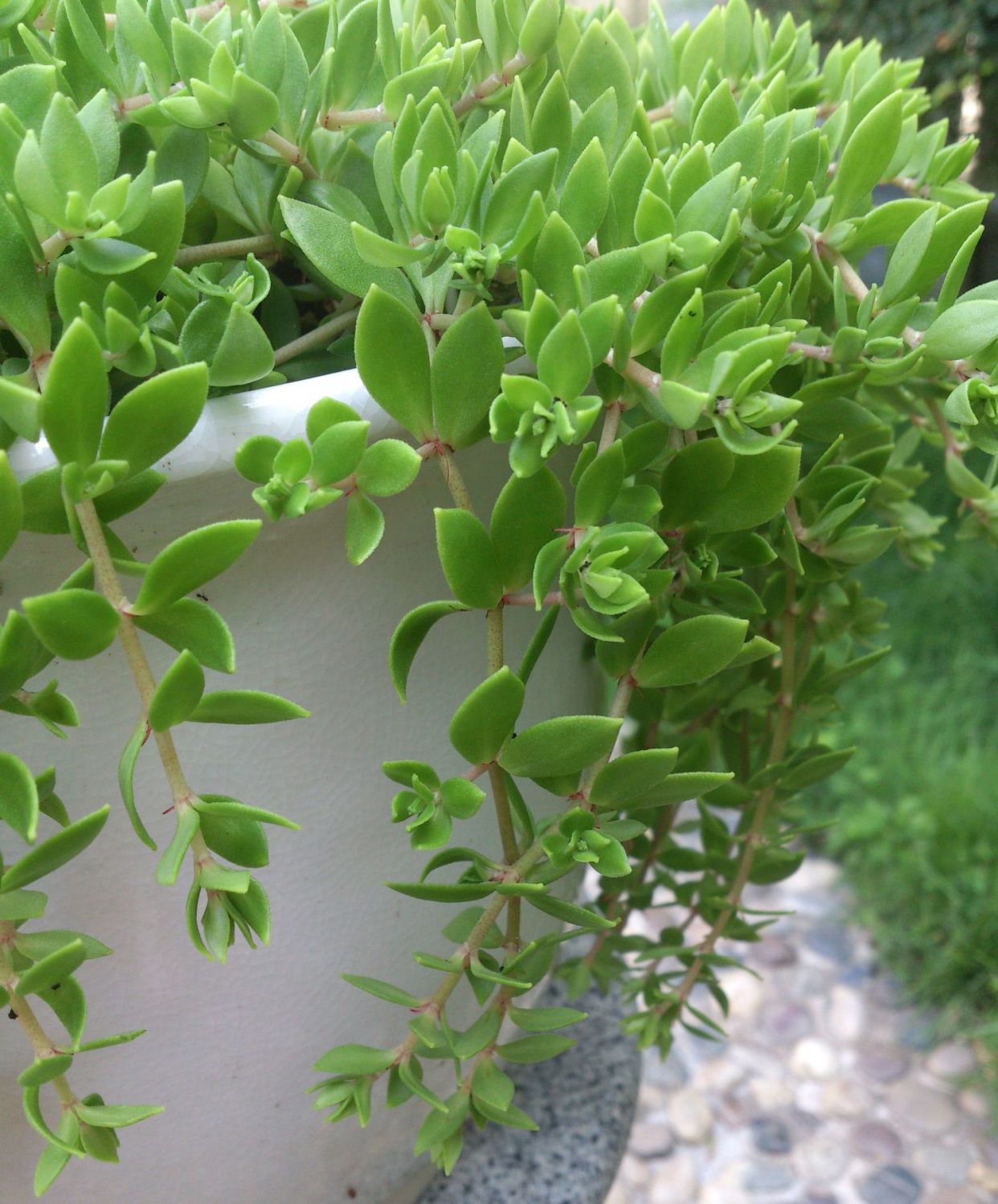 Small potted plants, great use!These 7 kinds of "healthy flowers" are ...