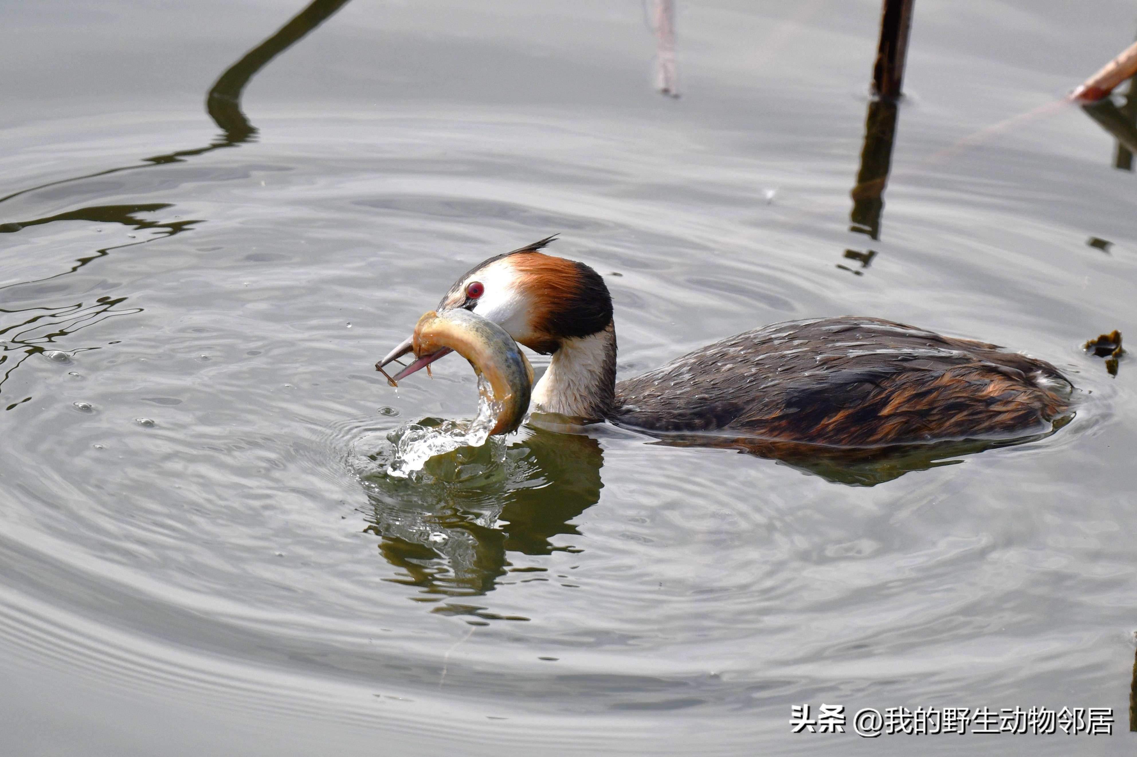 Fish are eaten in different ways, some are straightforward... - iMedia