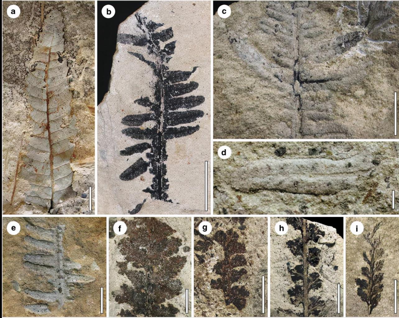 34 million years ago, Antarctica became Antarctica. How was Antarctica ...