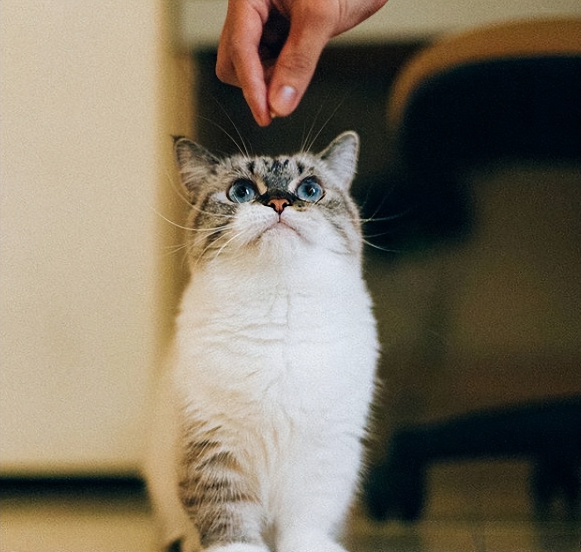 Keeping cats can help humans live longer. It is scientifically proven ...