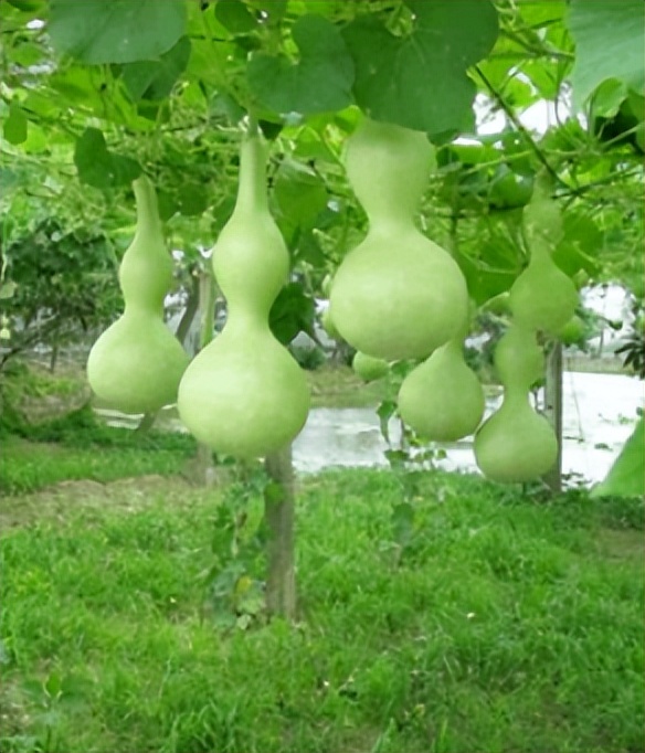 Aphids adapt to sugars, cucurbitacins, and phloem structure of ...