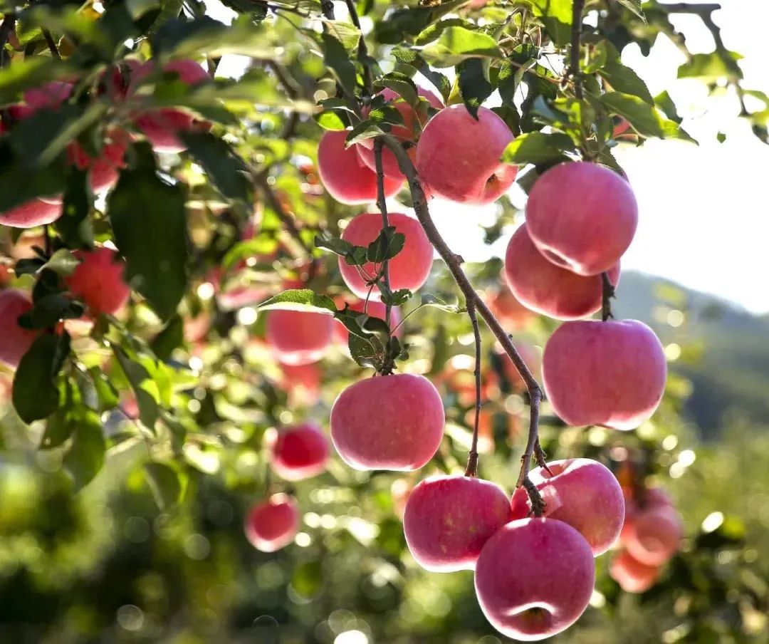 Yantai Apple, the real Apple Pro Max Plus! - iNEWS