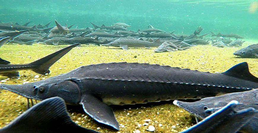 The man spent 1 million yuan and raised sturgeon for 8 years, just to ...