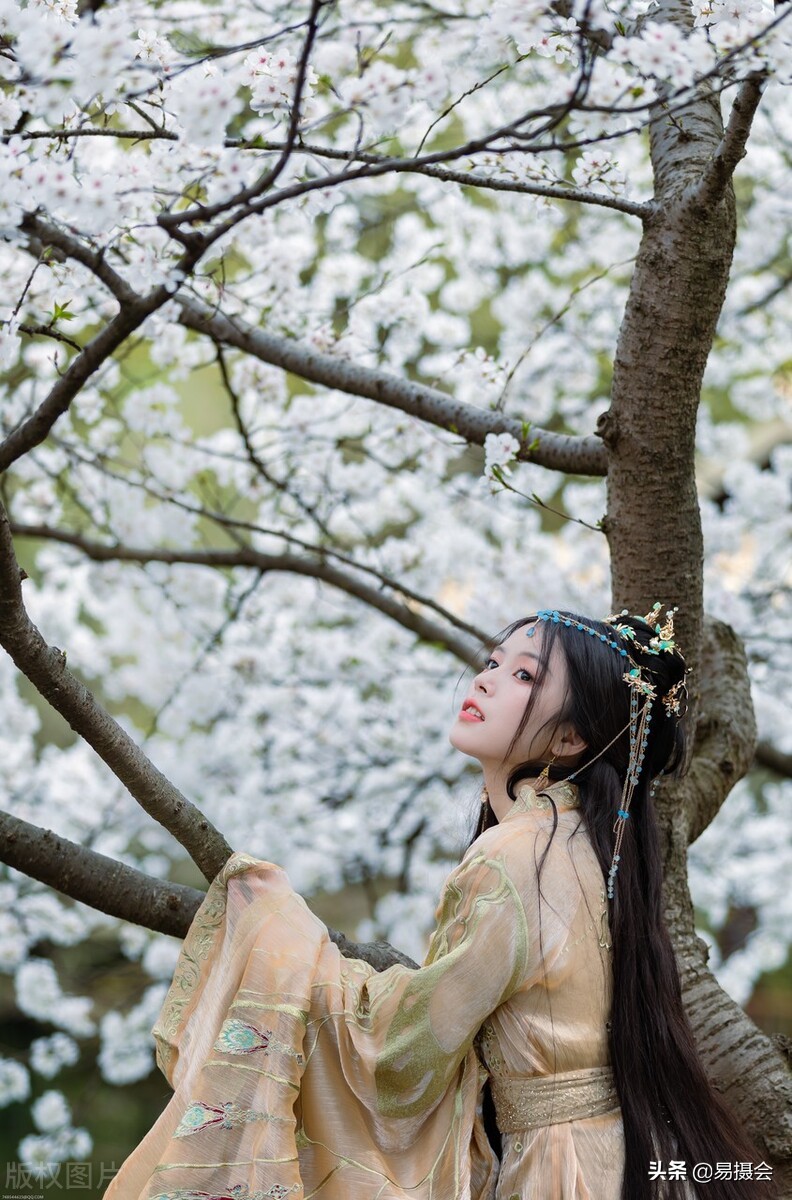 Picture appreciation-beautiful Hanfu under the cherry tree - iNEWS