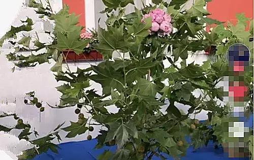 iPartment 5: What does the crooked neck tree look like? Behind the ...