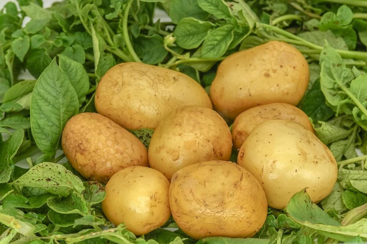 Hot and sour potato shreds, a simple appetizing and healthy home-cooked ...