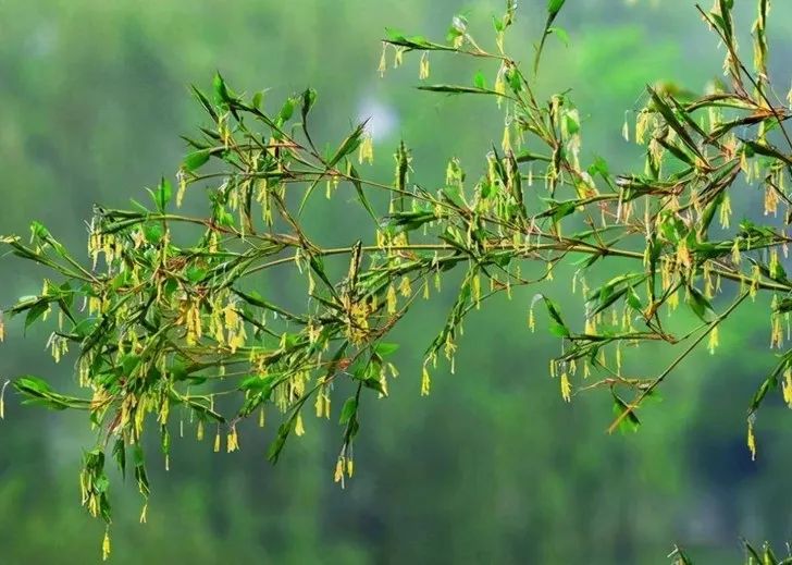 Why does bamboo bloom? - iMedia