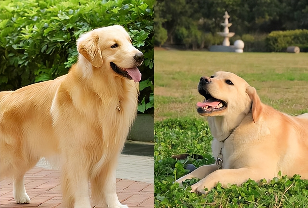 "Golden Retriever" and "Labrador", which one is better?After the ...