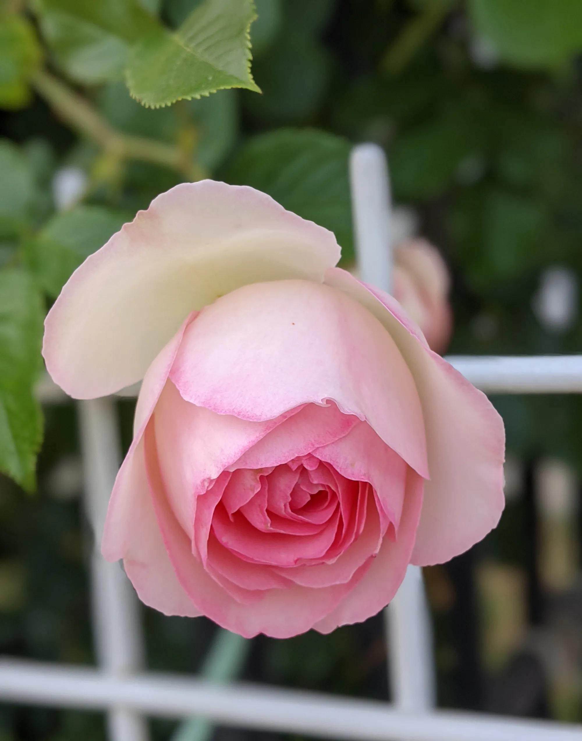 Sharing Rose Varieties - Pink Longsha Gem Rose - iNEWS