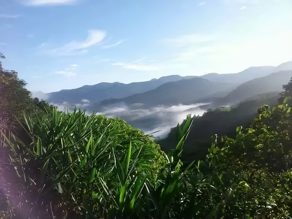 "Lao Xu Talks Tea" No. 293: Lao Xu takes you to understand the Tongqing ...