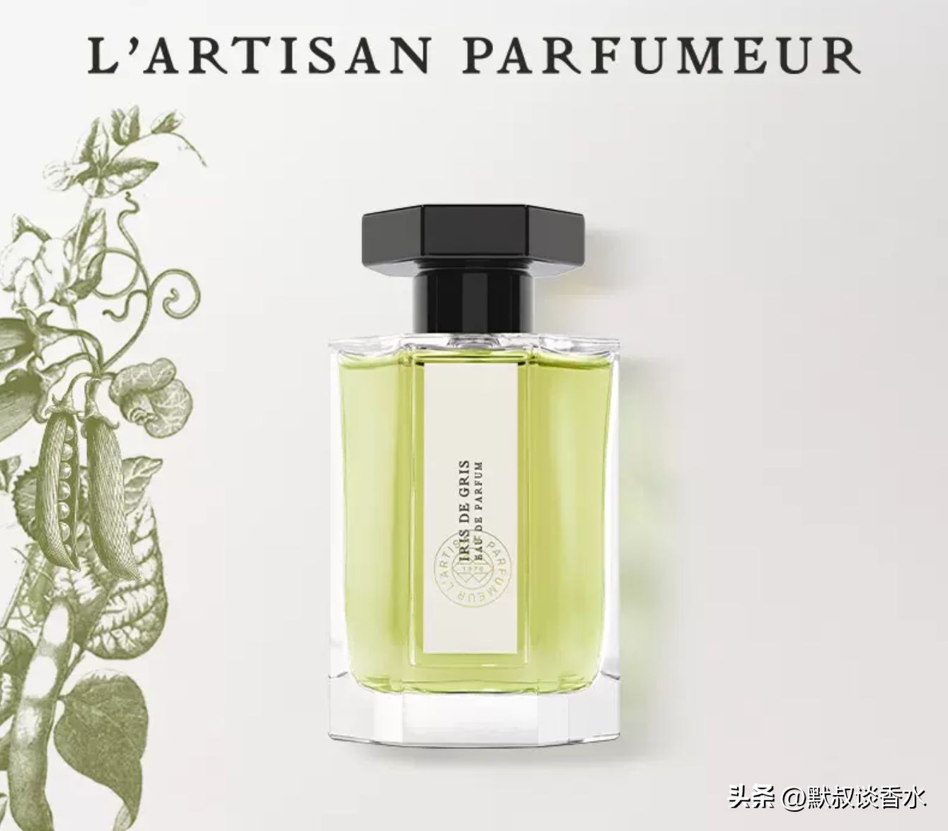 Fresh pea perfume with a high degree of reduction - iMedia