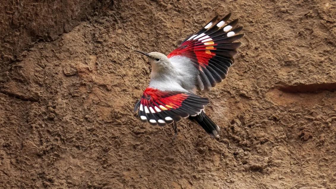 The elegant beauty of the red-winged wall finch - iNEWS