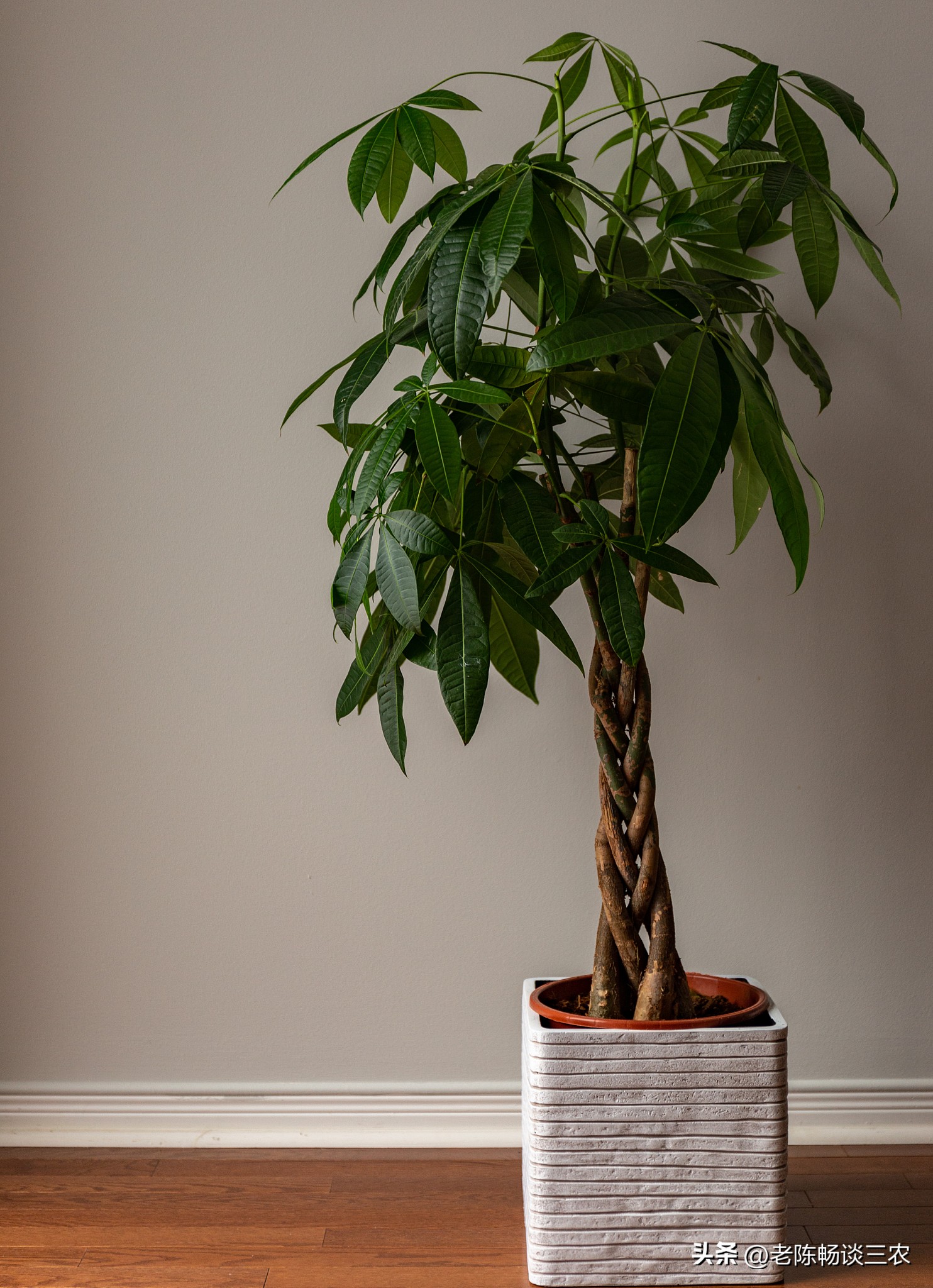 It turns out that the fortune tree has these meanings, do you know? - iNEWS