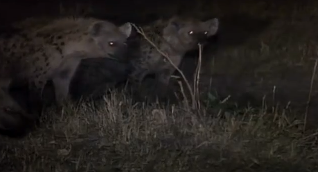 Lion Assassin Yintai Dumela hunted and killed the two-time Hyena Queen ...