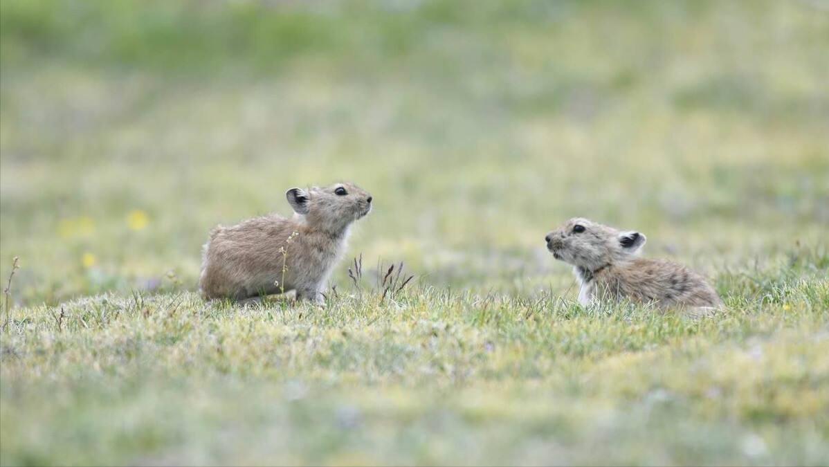 1.2 billion plateau pikas are flooding, and grassland degradation is ...