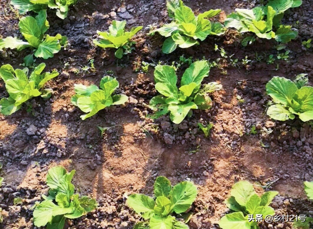 Make a rooting agent at home and use it to drench the roots of ...