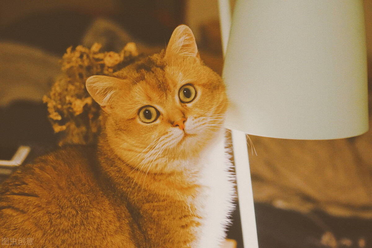 How to identify the appearance of golden gradient cat? - iMedia