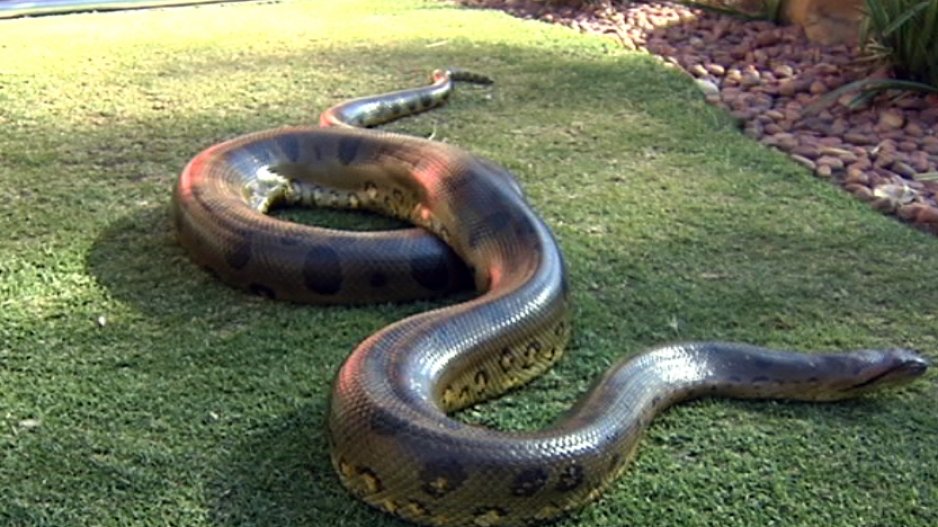Anaconda vs reticulated python, when the jaguar killer meets the tiger ...