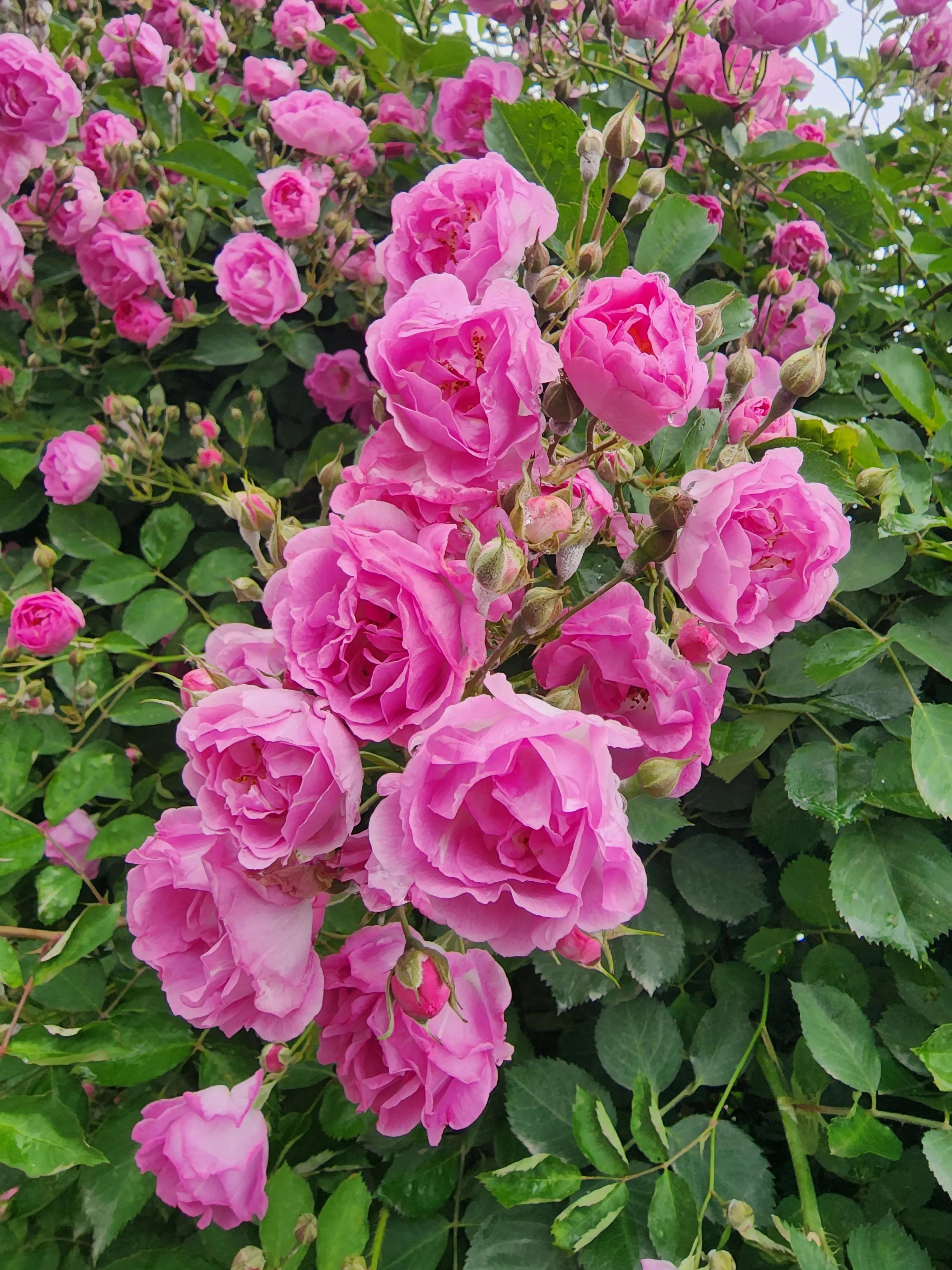 May, the season when roses bloom - iNEWS