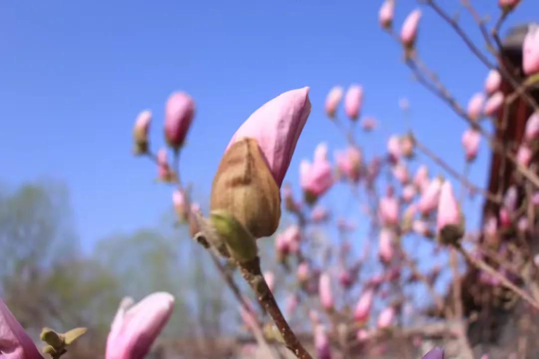 The beautiful and solemn Zhengding Linji Temple - iNEWS
