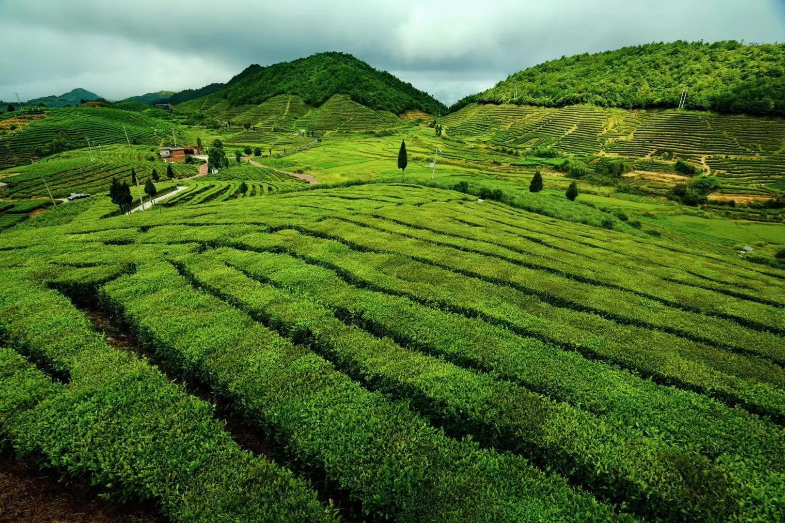 Wanpai tea garden, the most beautiful tea garden in China, the source ...