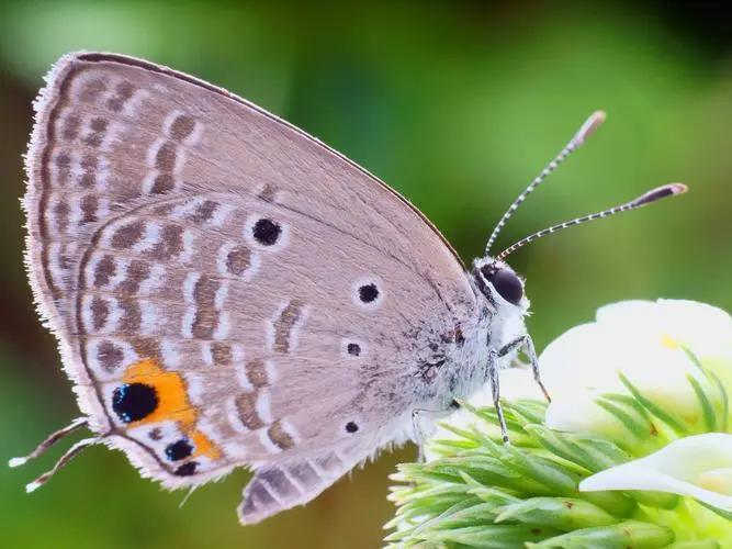 The Origin, Development and Function of Colors on Butterfly Wings - iNEWS