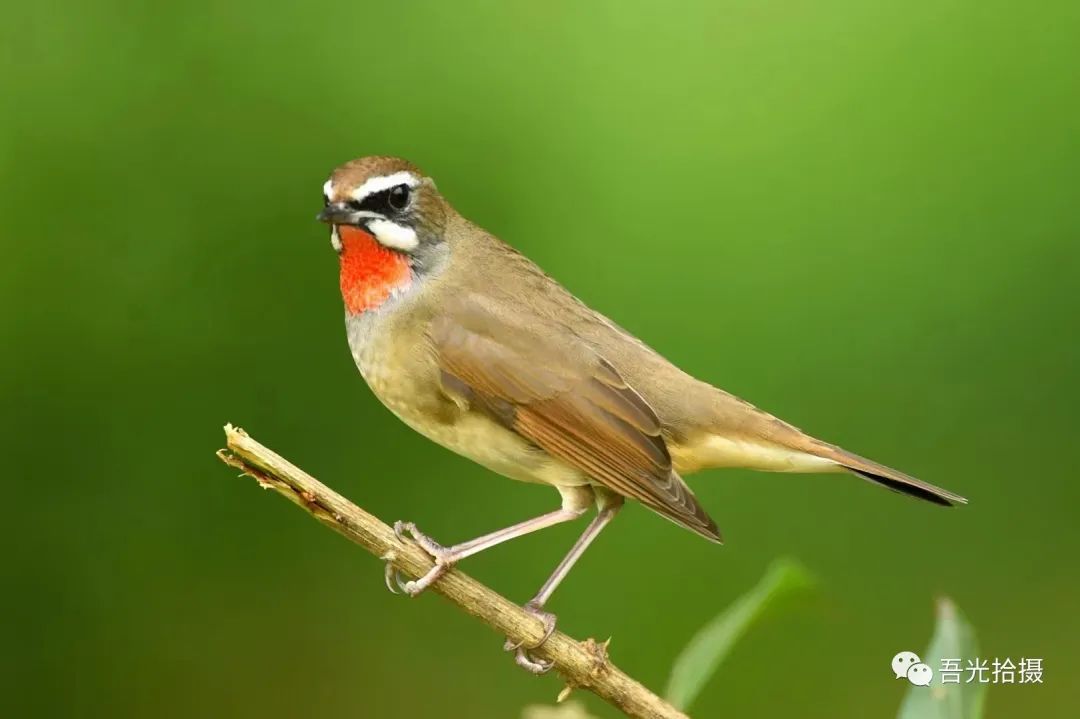 Noble Bird—Red-throated Robin - iNEWS