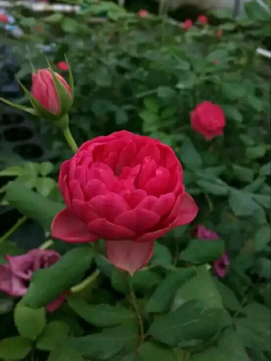 Elegant Maple Leaf Rose - iMedia