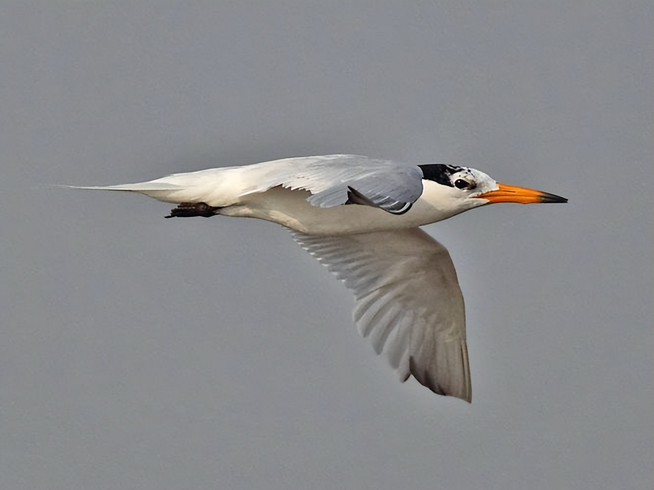 The black-billed Crested Tern has a unique appearance and its big black ...