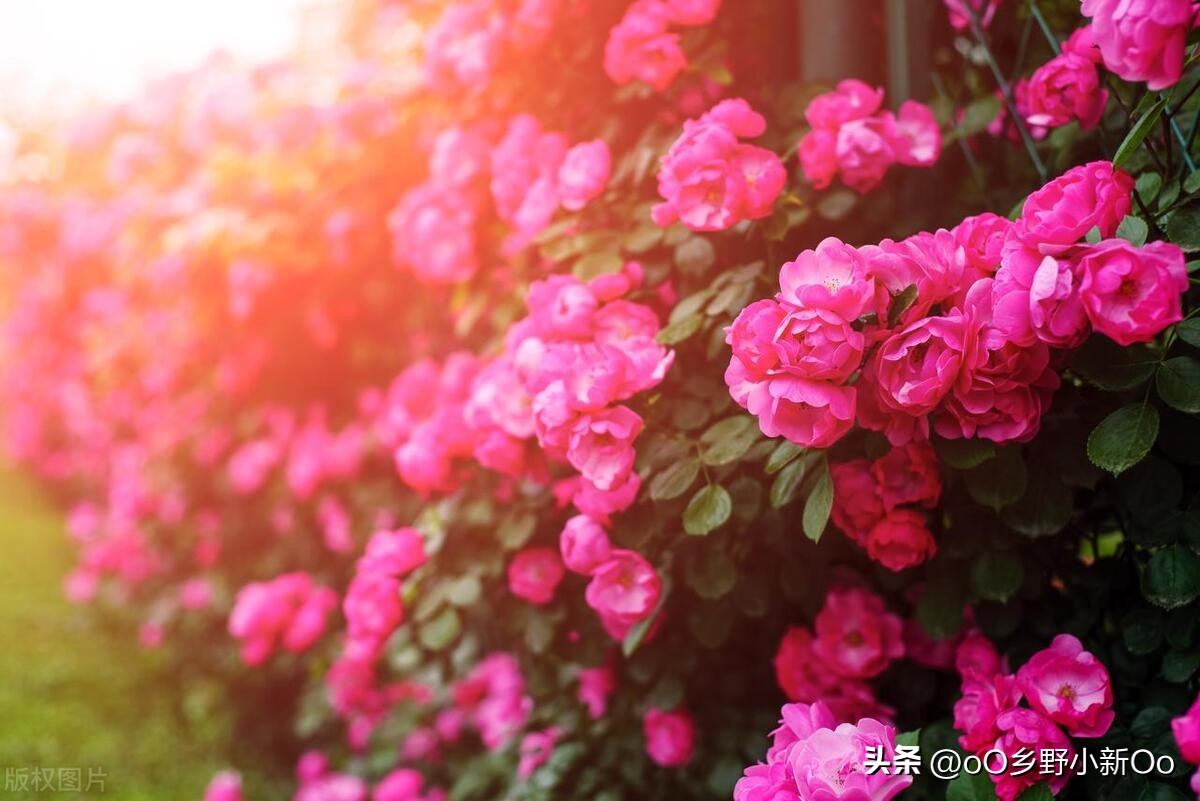 Demystify the flowering frequency of roses! How many times a year do ...
