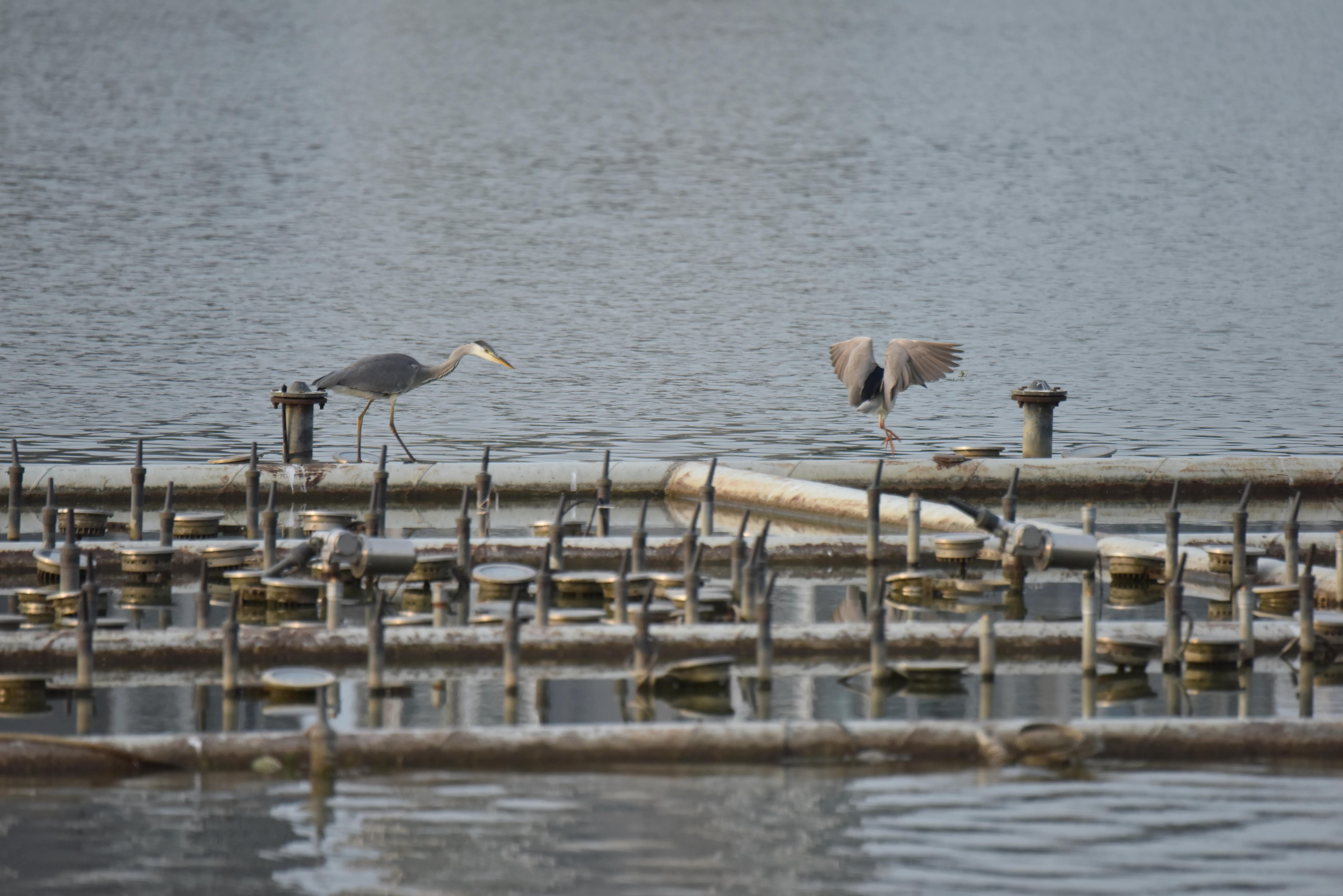 Long-necked old man: Heron - iNEWS