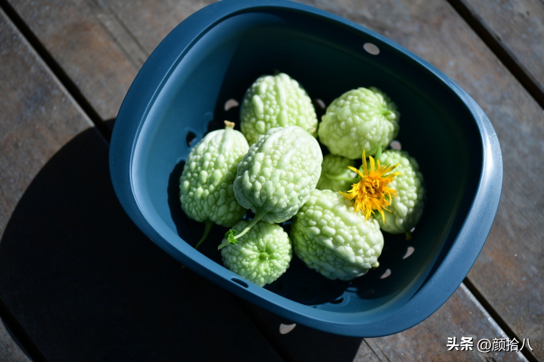 The first kind of white bitter gourd, I collected dozens of each, and ...