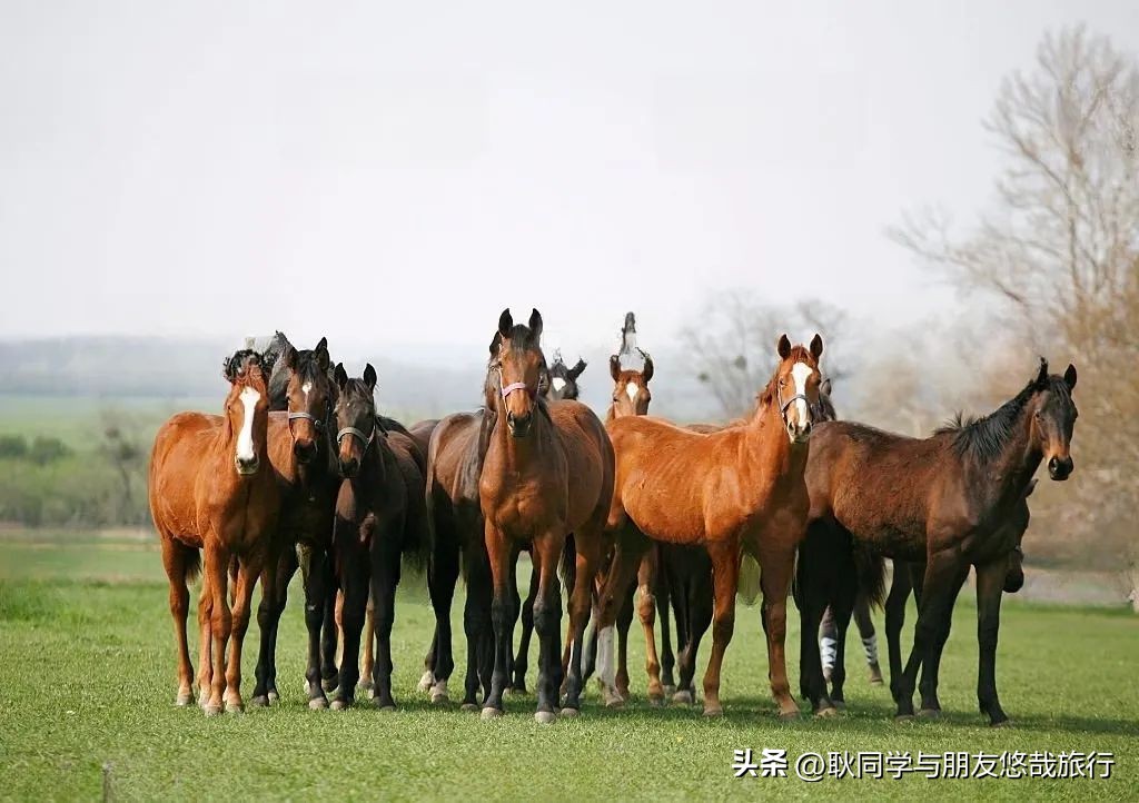 The Rhythm of Life on the Grassland: The Legend and Charm of the ...