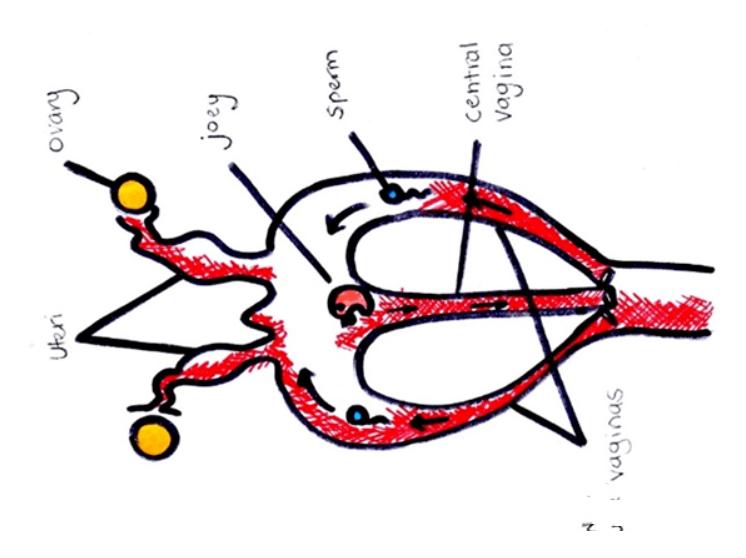 Male kangaroos have Y-shaped reproductive organs, but what about female ...