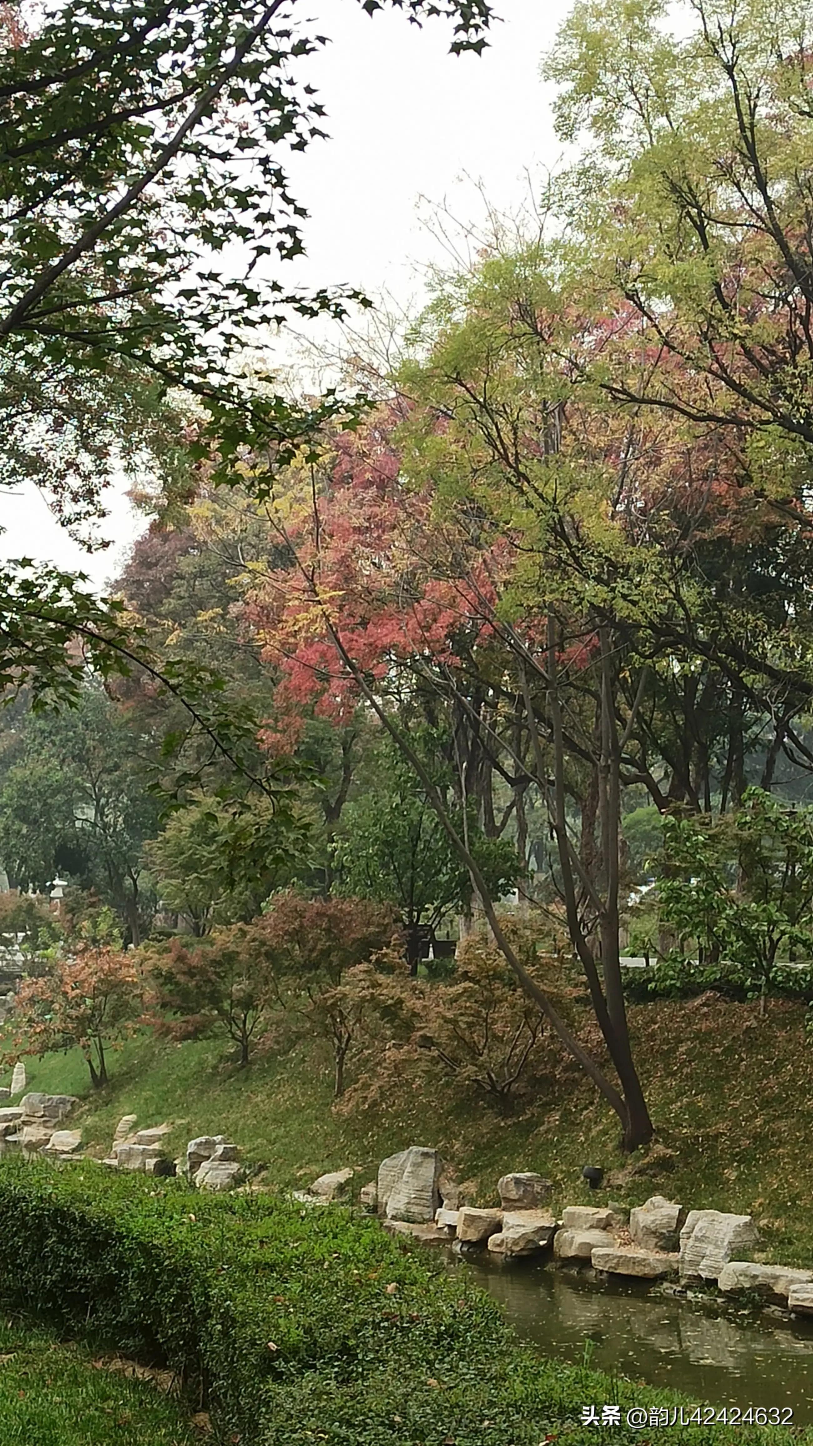 Colorful autumn leaves in Xingqing Park - iNEWS