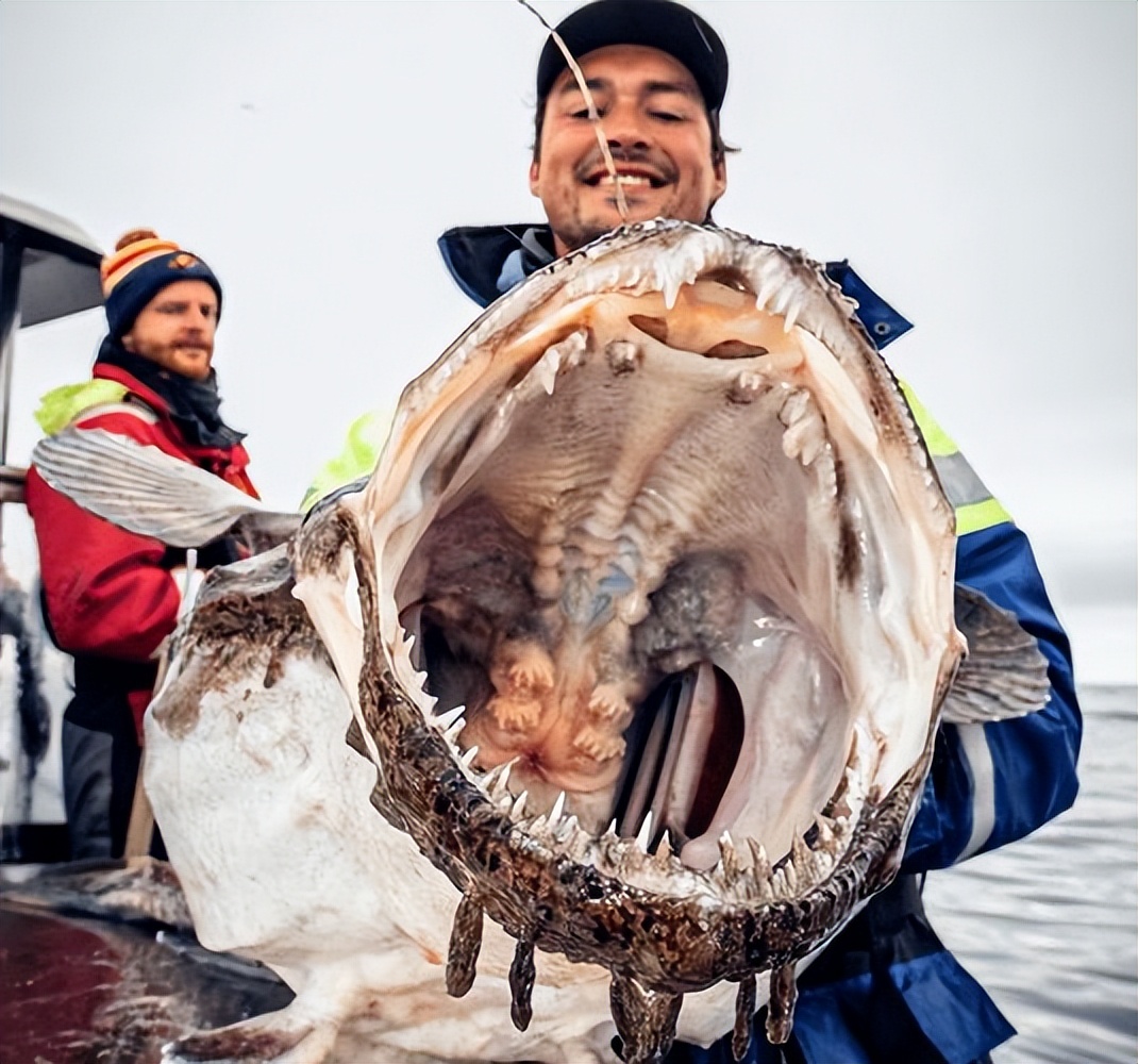 5 Amazing Sea Creatures Discovered by Fishermen - iNEWS